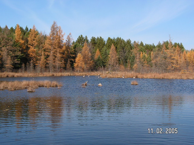 Michigan's Mink Control and Mink Removal Michigan's Mink Control and Mink Removal